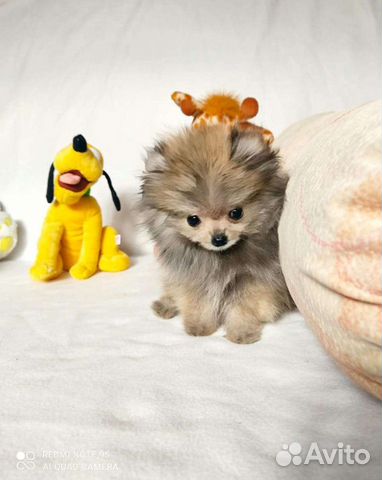 Померанский шпиц мини