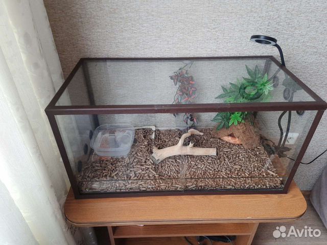 Змея с террариумом