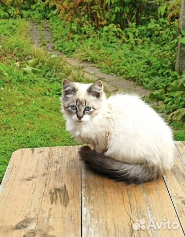 Невская маскарадная котенок