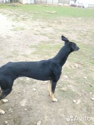 Борзая хортая