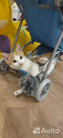 Подрощенный котенок бело-рыжий