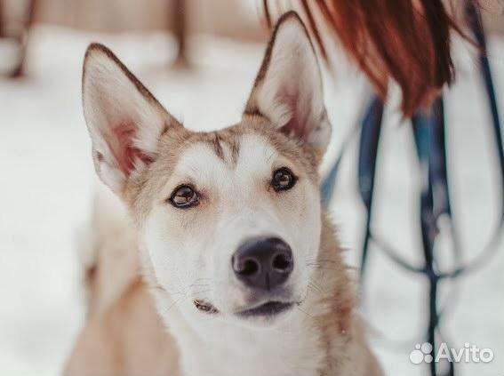 Лакки 1,5 года в дар бесплатно