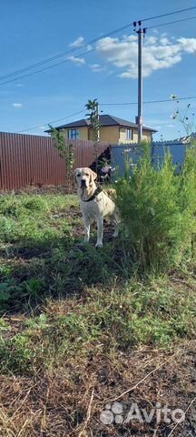 Лабрадор ретривер