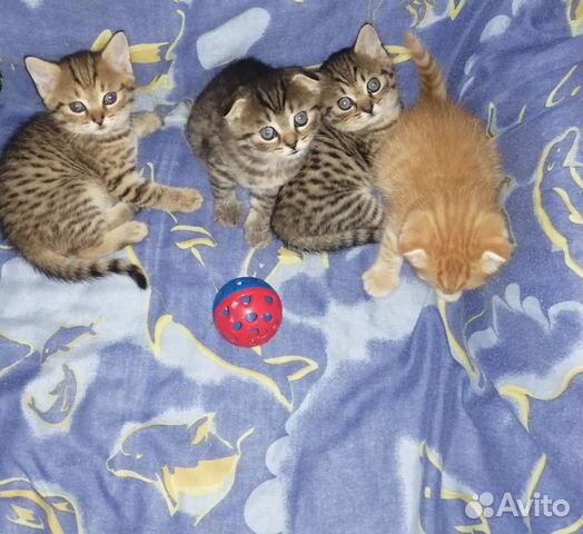Шотландские котятки вислоушки