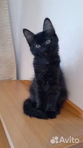 Красивый котенок-мурлыка