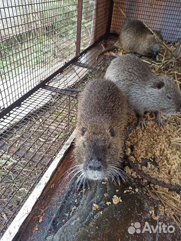 Нутрии на племя