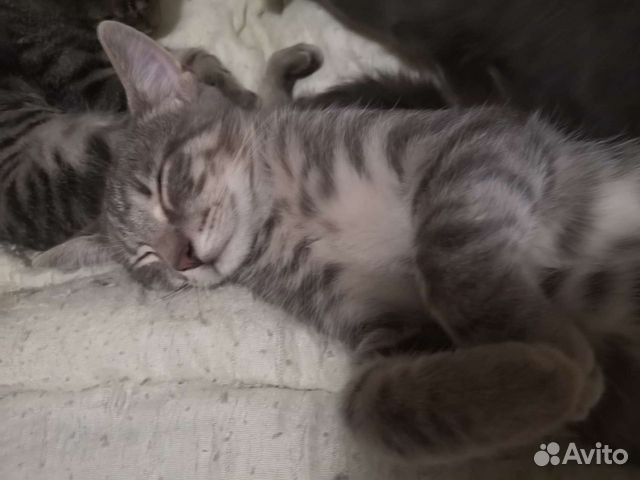 Отдам котенка в добрые руки