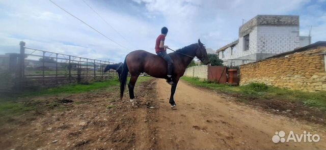 Жеребец 3 года