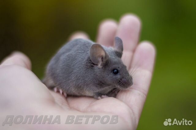 Мышка девочка
