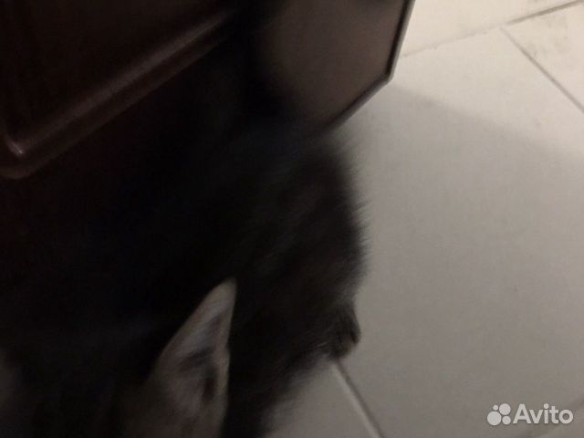 Нашёл котенка, кто может забрать