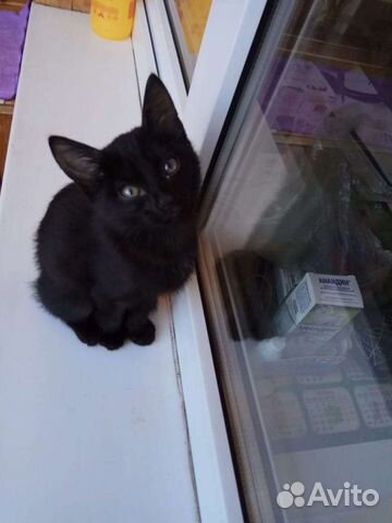 Котенок, 2,5 месяца, чёрный котик, к туалету приуч