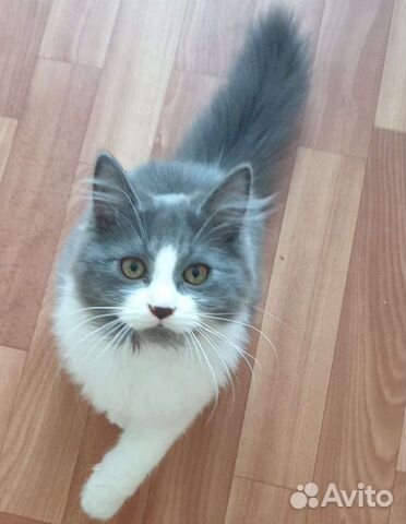 Котята породы Турецкая ангора