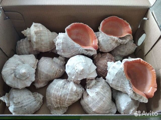 Морские ракушки
