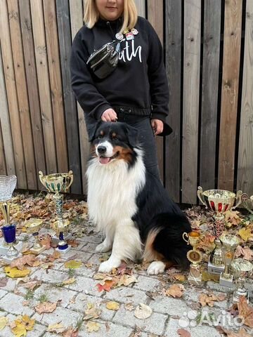 Взрослый кобель австралийской овчарки