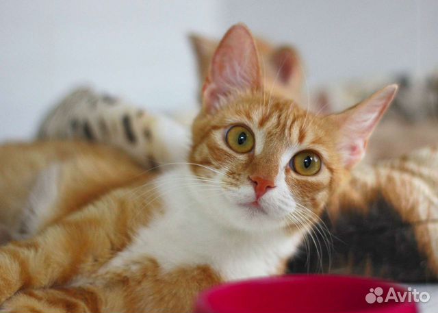 Голди золотой кото-ребенок