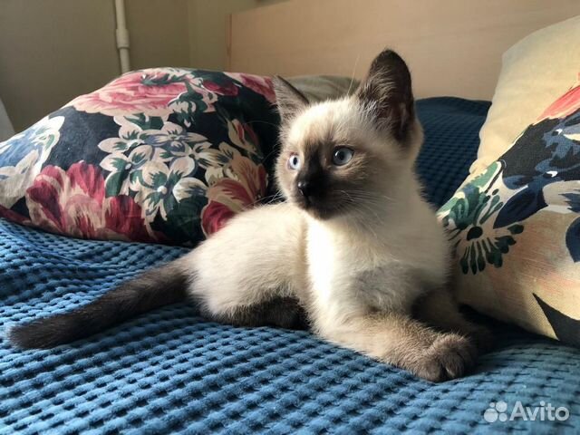 Котята в добрые руки приучены к лотку