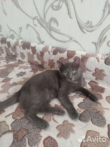 Котик серый с пятнышком на груди