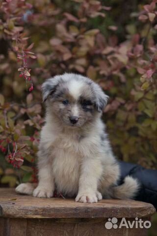 Мраморный аусси кобелек