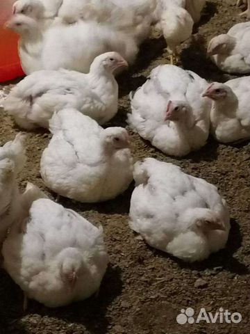 Цыплята бройлеры