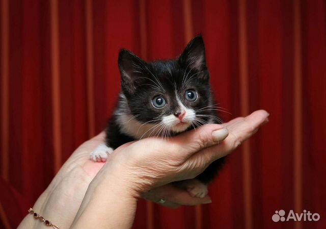 Счастье на ладошке (котёнок девочка)