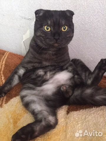 Шотландский кот вязка