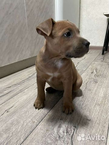 Стаффордширский терьер щенки