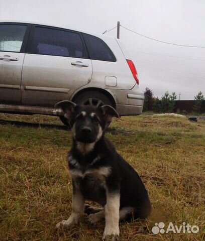 Продаётся щенок вео