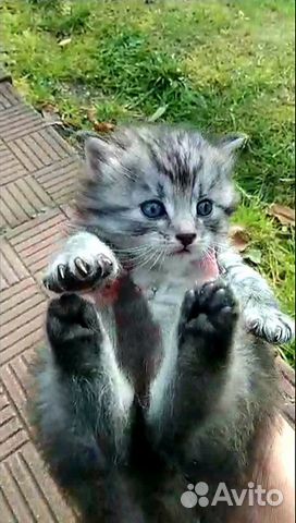 Котята