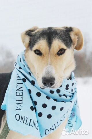 Красотка Эмма ищет дом