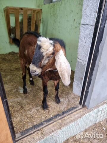 100 Нубийский козел