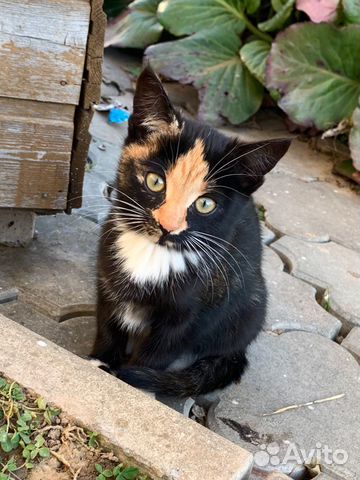 Котенок Бетти