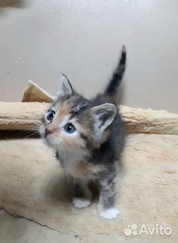 Котенок полтора месяца