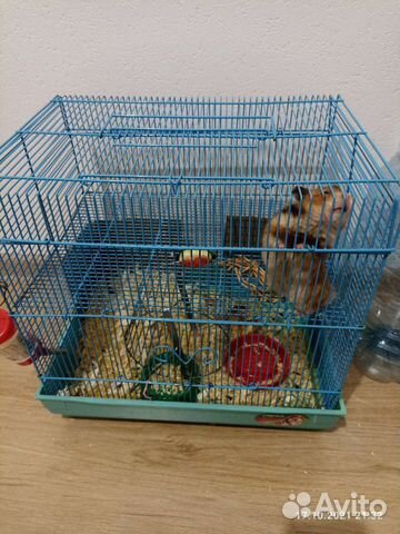 Сирийский хомяк с клеткой