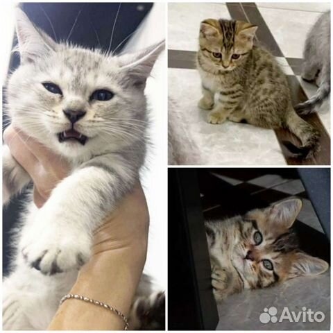 Котята, котёнок шотландские фенотип