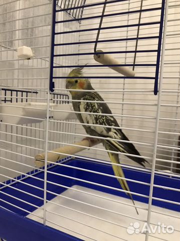 Попугай птинец корелла