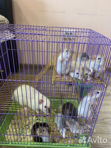Продам клетку и крысок малышей