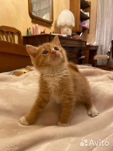 Котята от вислоухой кошки