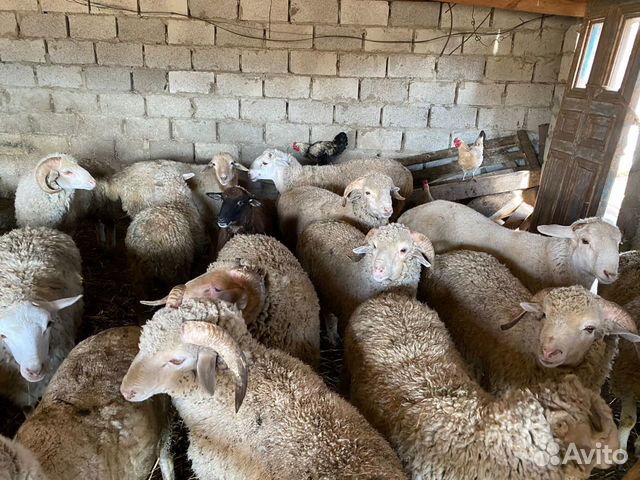 Ярочки и баранчики