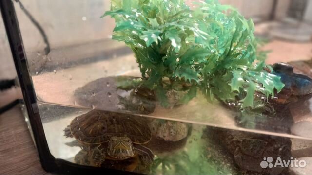 Черепаха с аквариумом
