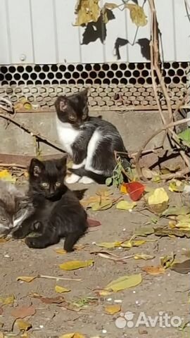 Котята ищят себе нового любищего хозяина