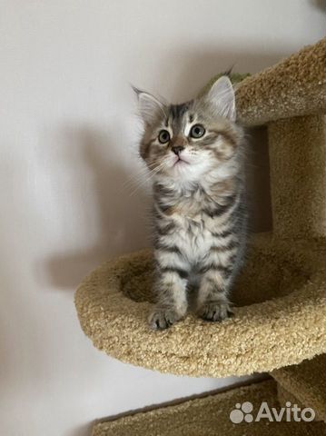 Котята сибирской породы