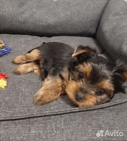 Йоркширский терьер щенки