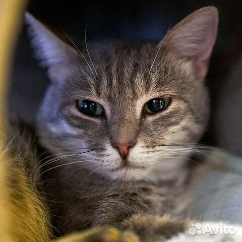 Кот Взрослый котик 1 год Смоки Спасеныш