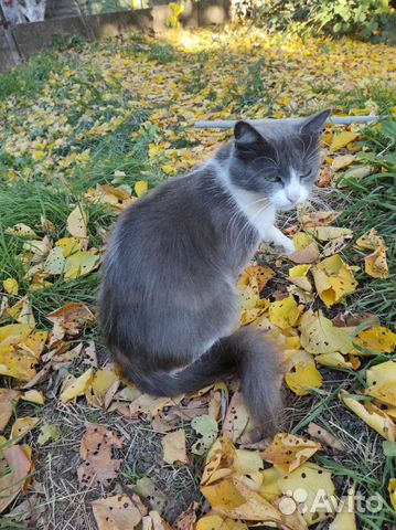 Длинношерстная кошка (метис)