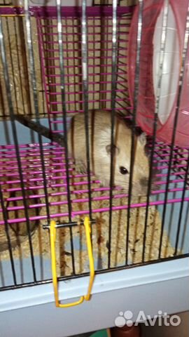 Песчанка самец 4 месяца