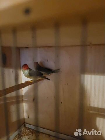 Тросниковые астрильды