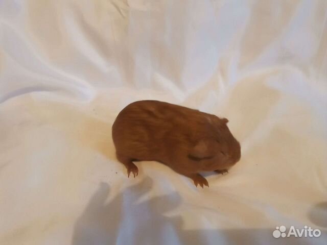 Морская свинка селф