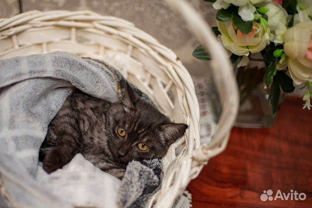 Котенгк полубританец в добрые руки