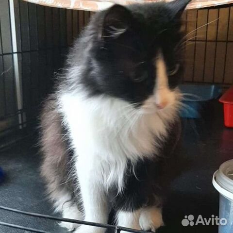 Кошка в дар