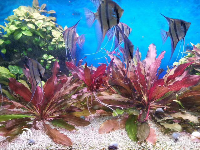 Эхинодорус "Магрибинец"